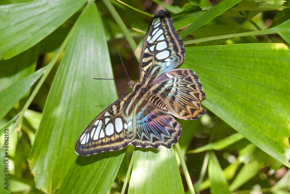 Close-up of a Blue Clipper Butterfly (Parthenos sylvia) species of ...