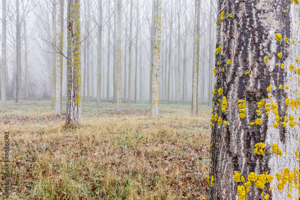 Tronco de chopo canadiense con líquenes, bosque con niebla. Populus ...
