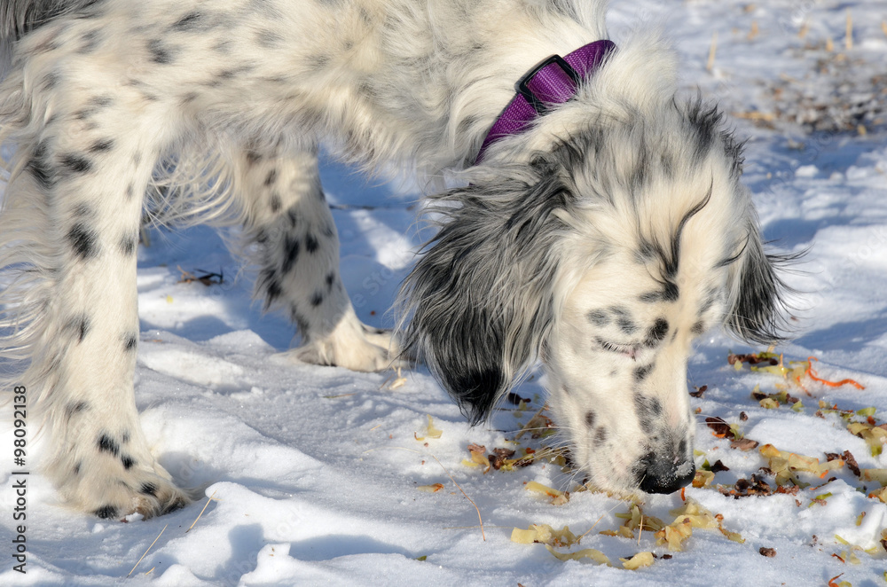 Why Does My Dog Like Eating Snow