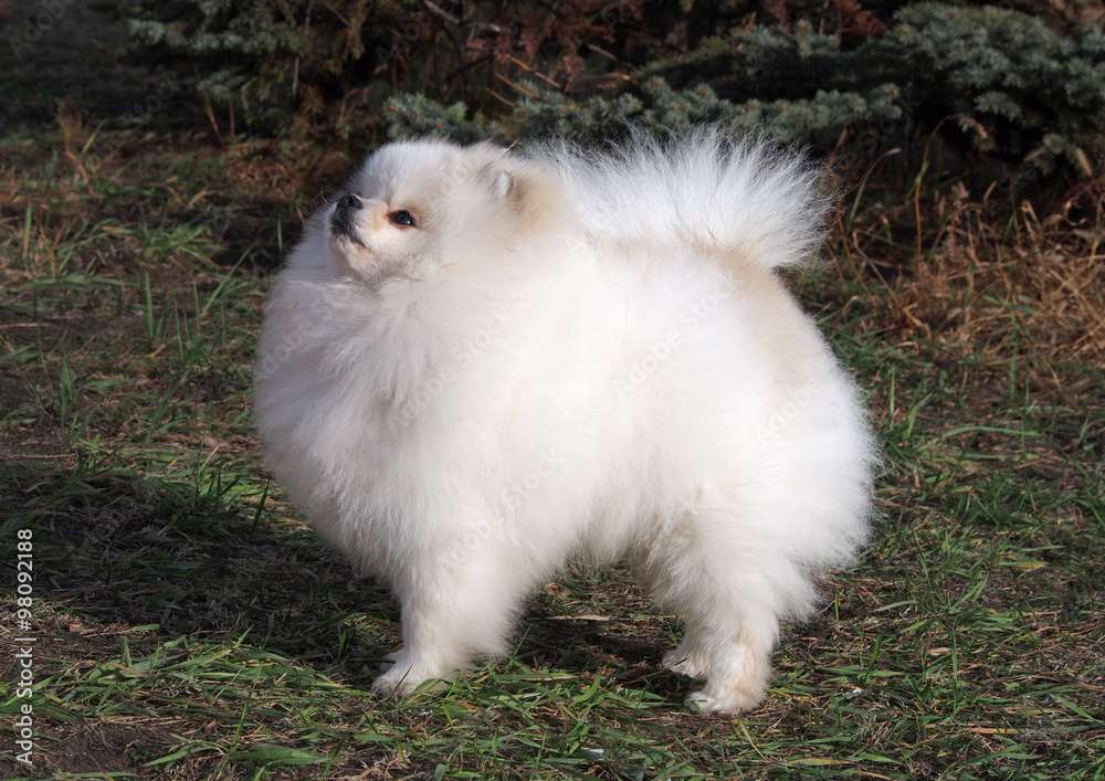 Beautiful Pomeranian, Dwarf Spitz on a natural background Stock Photo ...