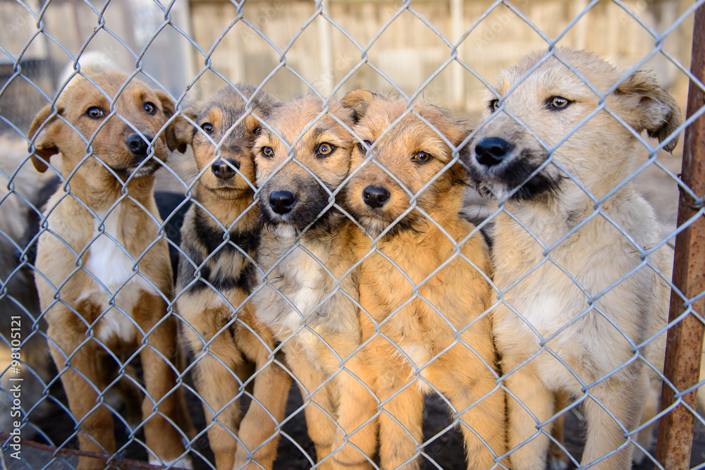 dogs in shelter Stock Photo | Adobe Stock