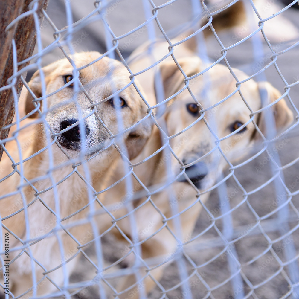 dogs in shelter Stock Photo | Adobe Stock