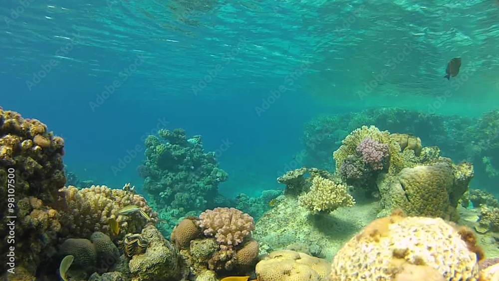 Beautiful. Coral. The reefs of the red sea. Depth. 5 meters. The video ...