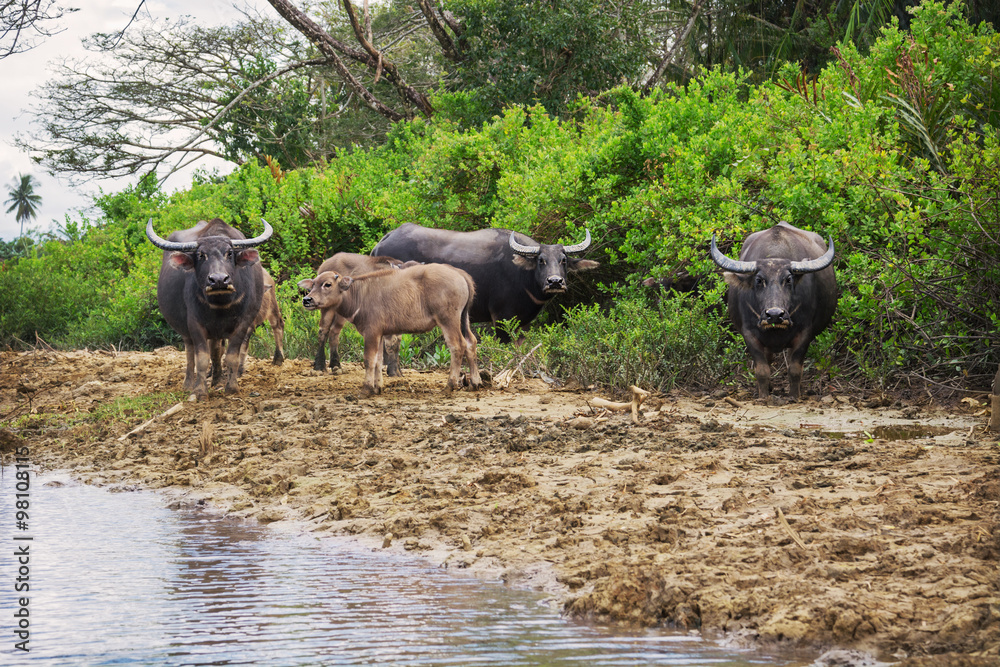 Buffaloes and their calves on the bank of the river. Southeast Asia ...