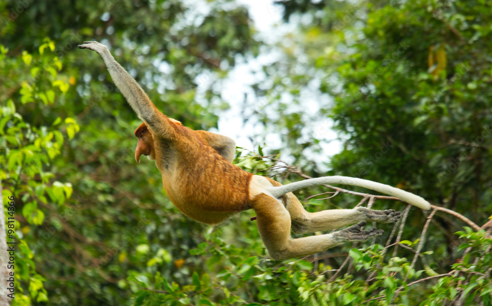 The proboscis monkey is jumping from tree to tree in the jungle ...
