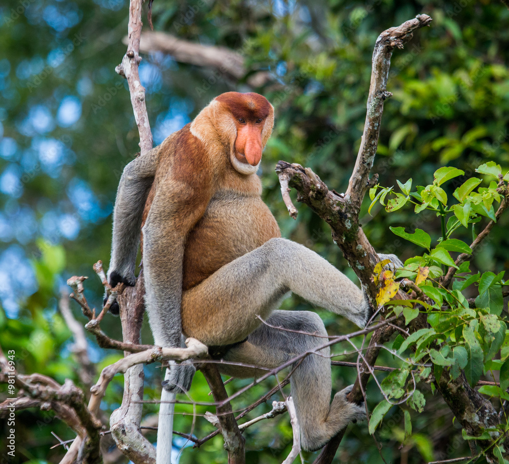 The proboscis monkey is siting on a tree in the jungle. Indonesia. The ...