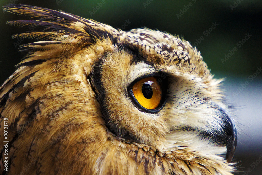 Bird's-Eye View. A close-up photo of an owl. Stock Photo | Adobe Stock