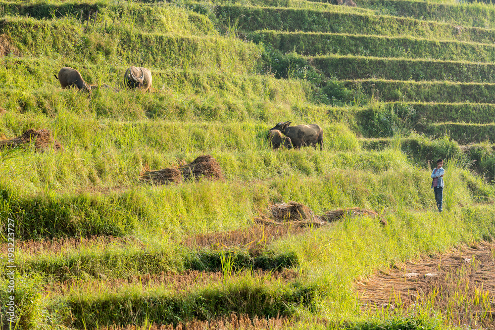 Terraced rice field in rice season in Sapa, Vietnam Stock Photo | Adobe ...