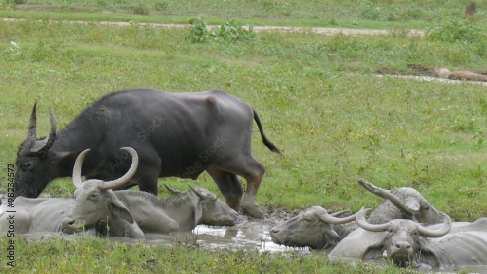 many Domestic Asian water buffalo enjoys soaking in a mud on a hot day ...