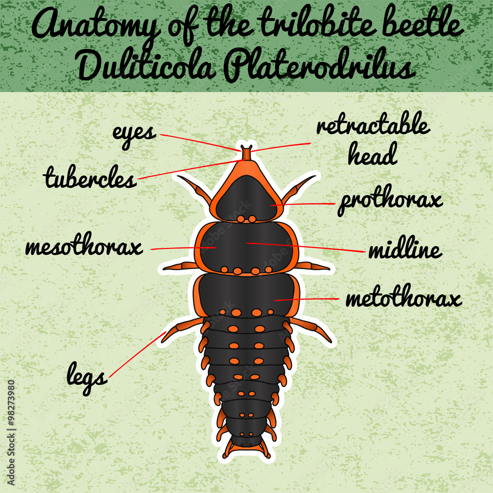 Insect anatomy. Trilobite beetle Duliticola Platerodrilus. Sketch of ...