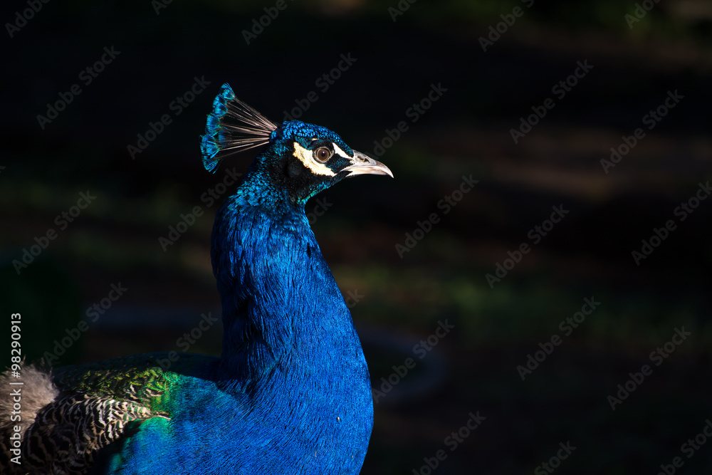 Retrato del Pavo Real con su color azul intenso. Stock Photo | Adobe Stock