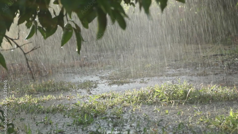 Rain drops fall rapidly on the ground of the field. Stock ビデオ | Adobe Stock