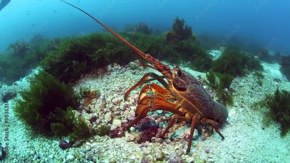 Large packhorse crayfish (spiny lobster) on ocean floor at Poor Knights ...
