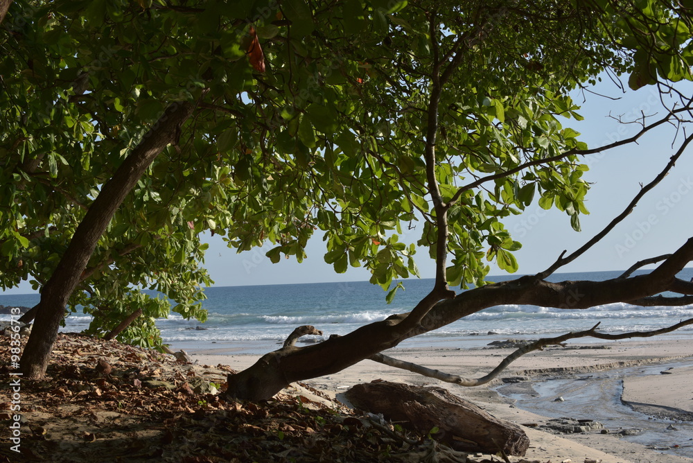 Die Playa Barrigona in Costa Rica Stock-Foto | Adobe Stock