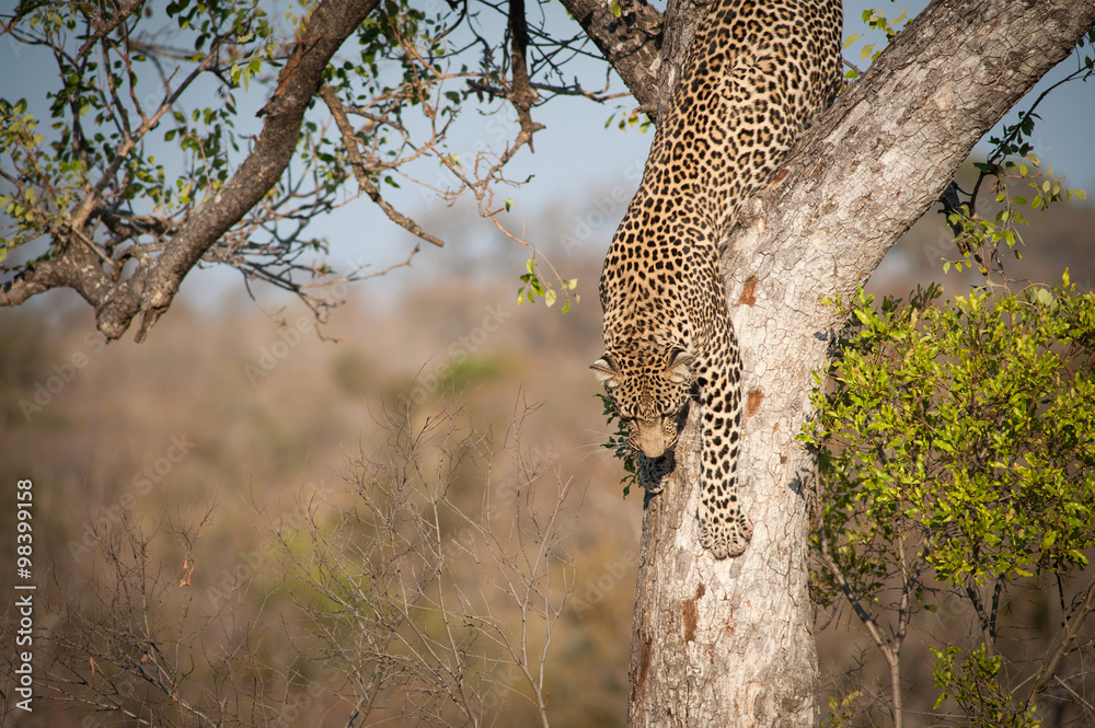 Jaguar Climbing A Tree