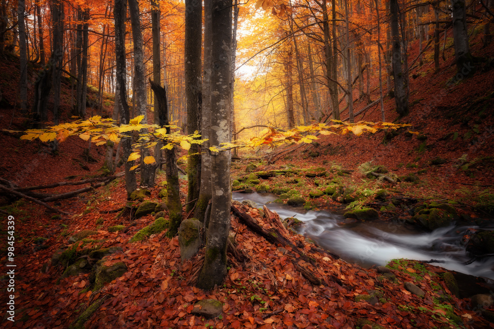 Autumn colors forest and small creek wall mural wallpaper ...