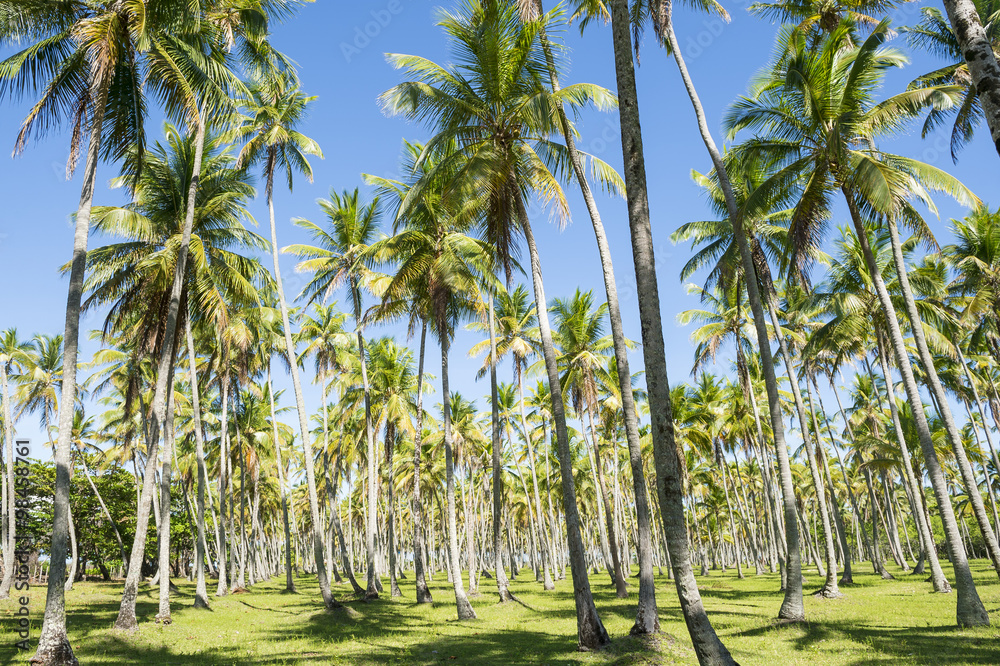 Bright grove of tall palm trees in a plantation on the Coconut Coast ...