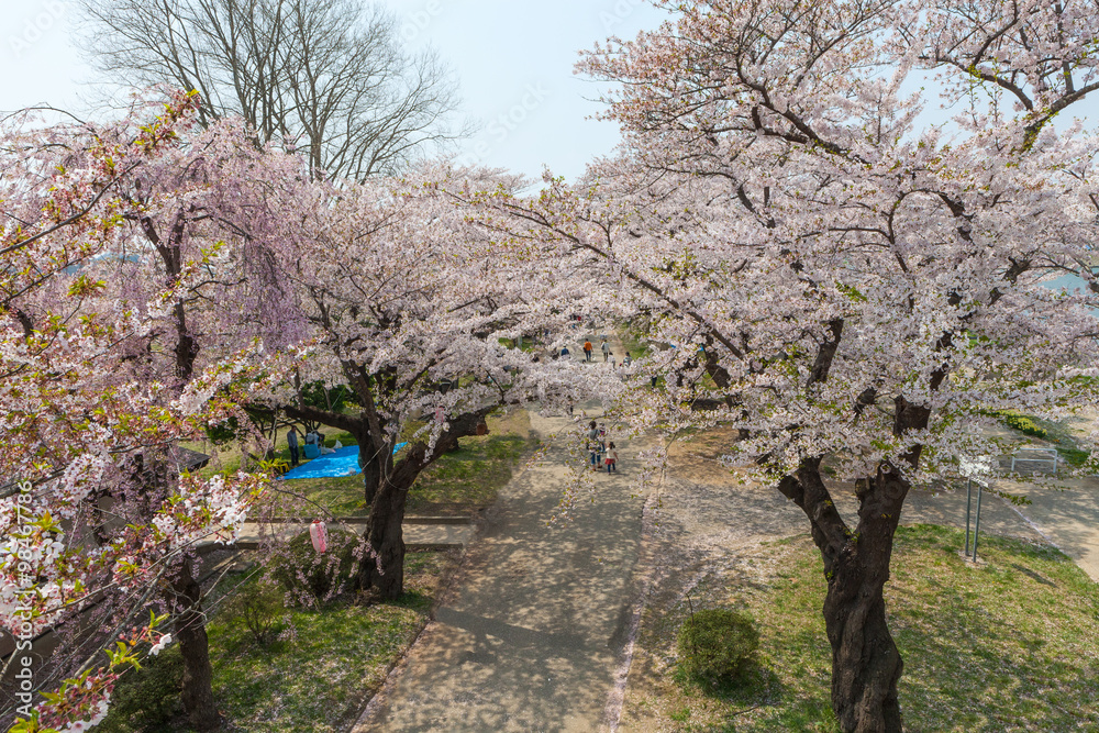 Cherry blossoms in Tenshochi park, Kitakami city, Japan Stock Photo ...