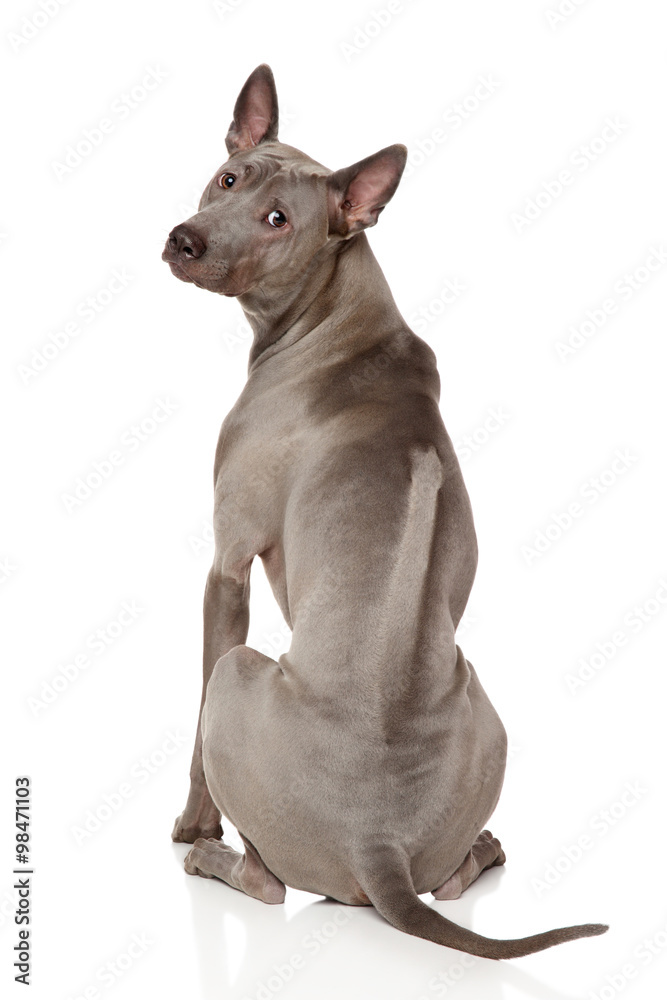 Thai Ridgeback