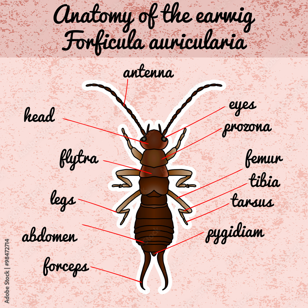 Insect anatomy. Sticker Forficula auricularia. Earwig. Sketch of Earwig ...