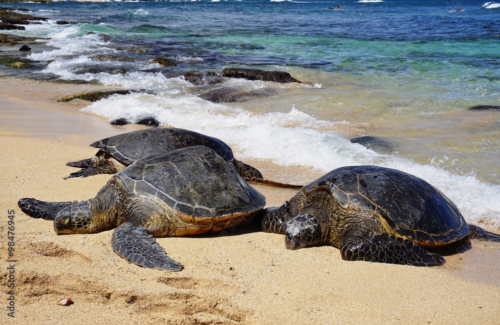Honu giant Hawaiian green sea turtles in Hookipa Beach Park, on the ...