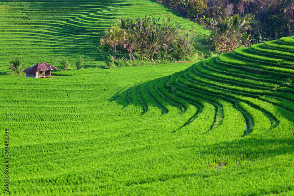Beautiful view of Balinese green rice growing on tropical field ...