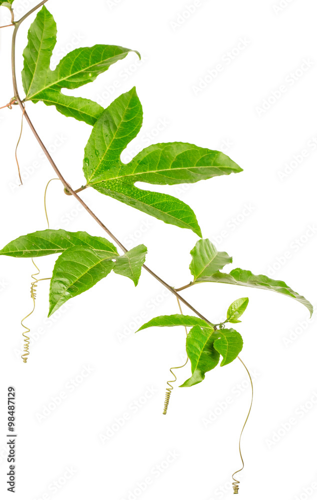 liane de passiflore, fruit de la passion sur fond blanc Photos | Adobe ...