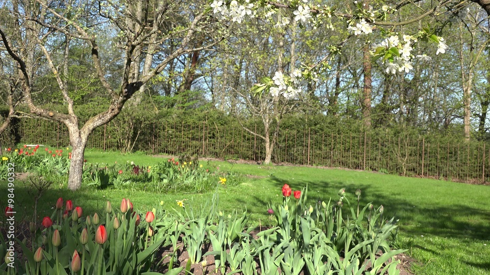 Blooming spring time season garden. Static shot. 4K UHD video clip ...