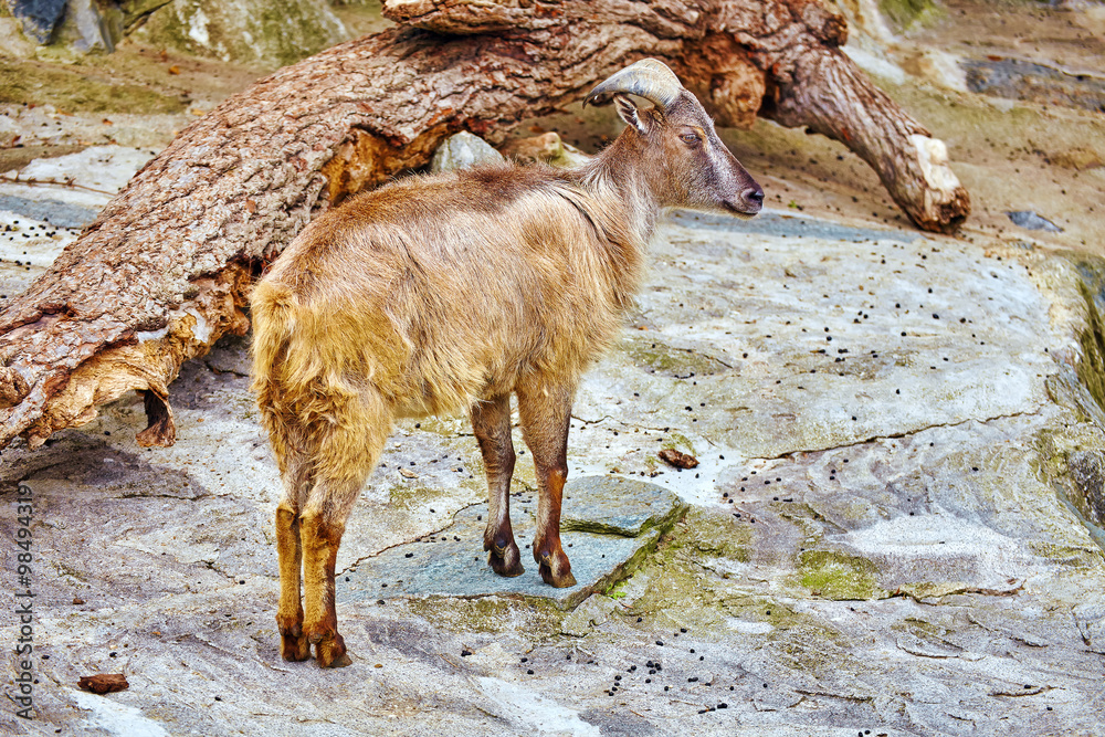 Fotografia do Stock: Single ram in their natural habitat in the wild ...