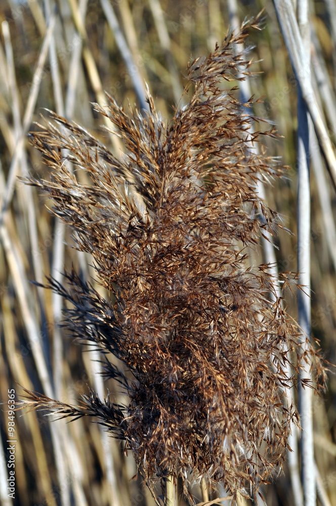 Poster dry reed – Wall Art | UkPosters