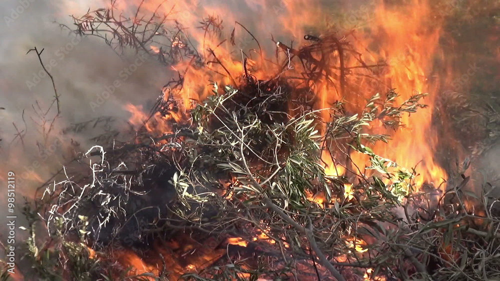 Close up shot of burning branches with strong wind and flame. The clip ...
