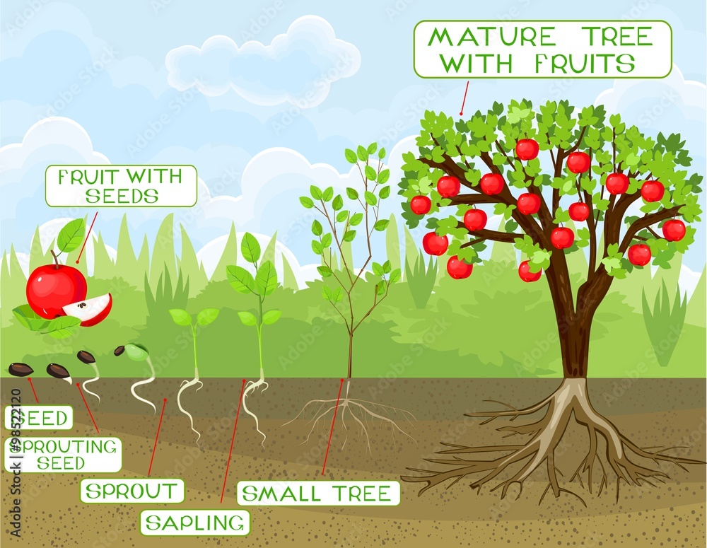 life cycle of apple tree Stock Vector | Adobe Stock