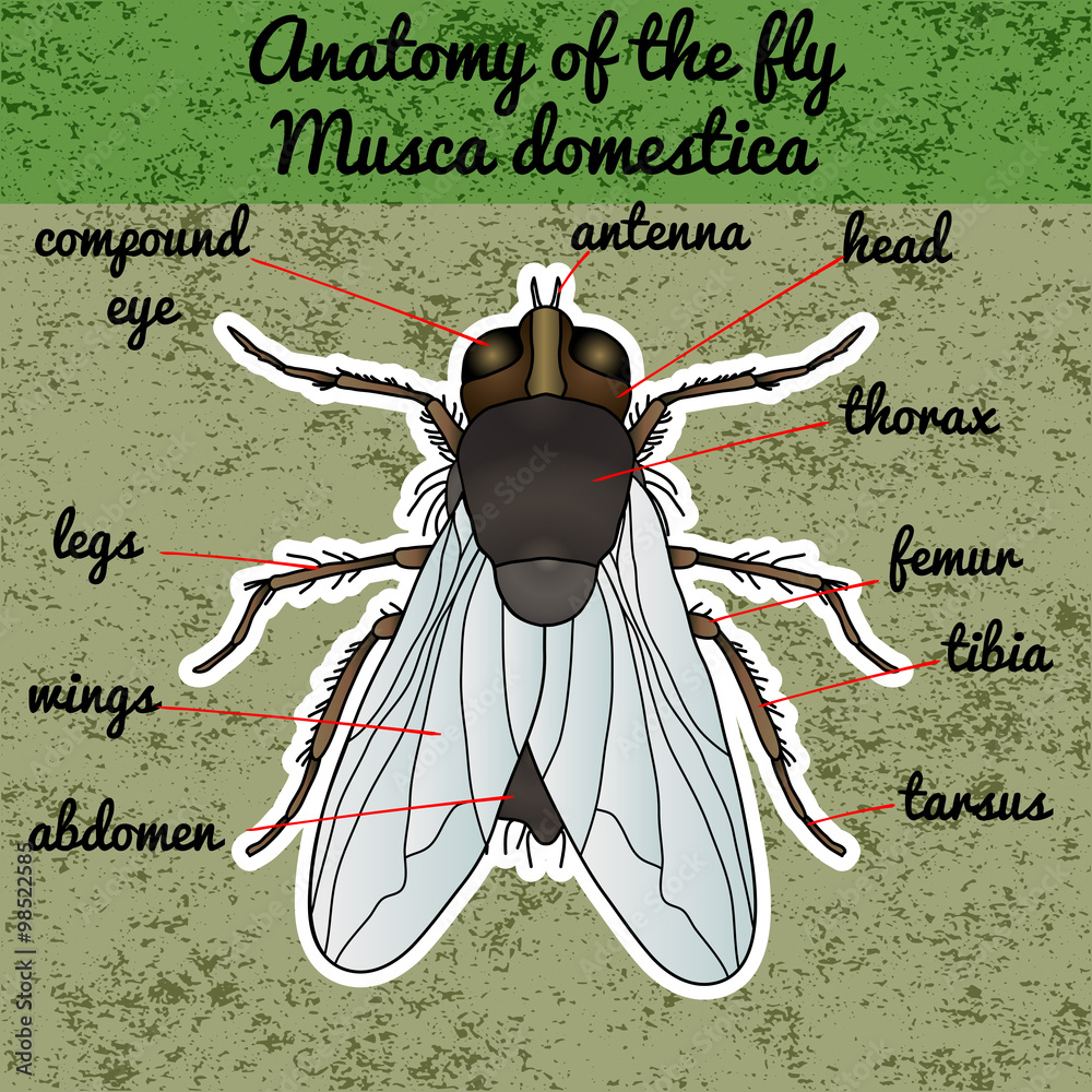 Insect anatomy. Sticker fly. Musca domestica.. Insect. a realistic fly ...
