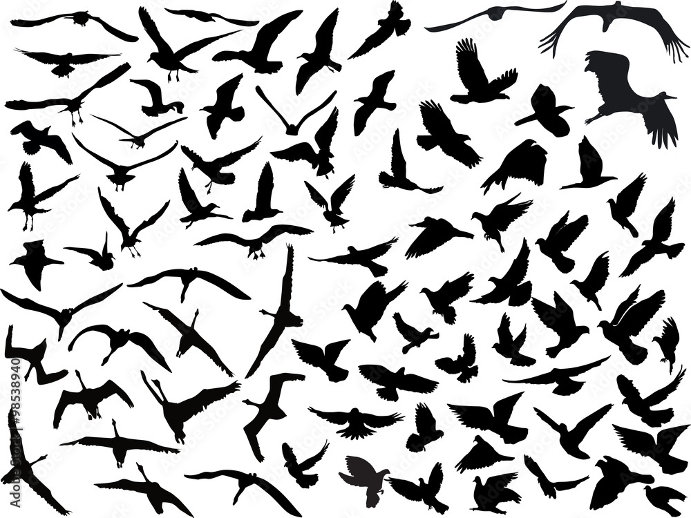 large collection of black flying birds Stock Vector | Adobe Stock