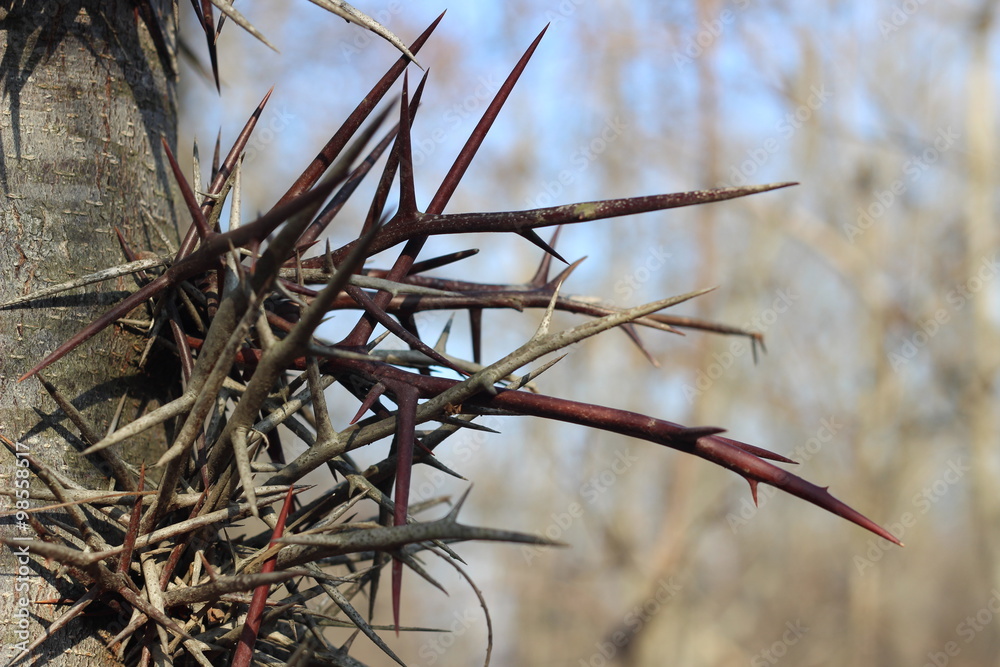 The spines of the acacia on the tree trunk Stock Photo | Adobe Stock