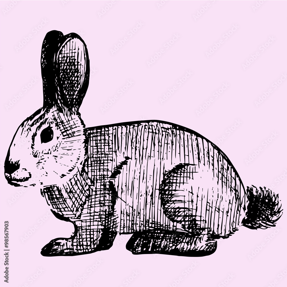 cottontail, rabbit, doodle style, sketch illustration Stock Vector ...