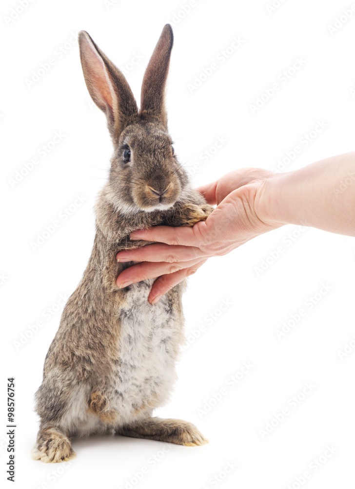 Rabbit on hand. Stock-Foto | Adobe Stock