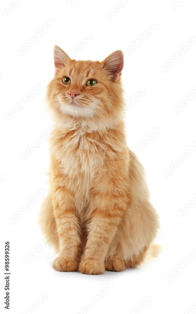 Fluffy red cat isolated on white background Stock Photo | Adobe Stock