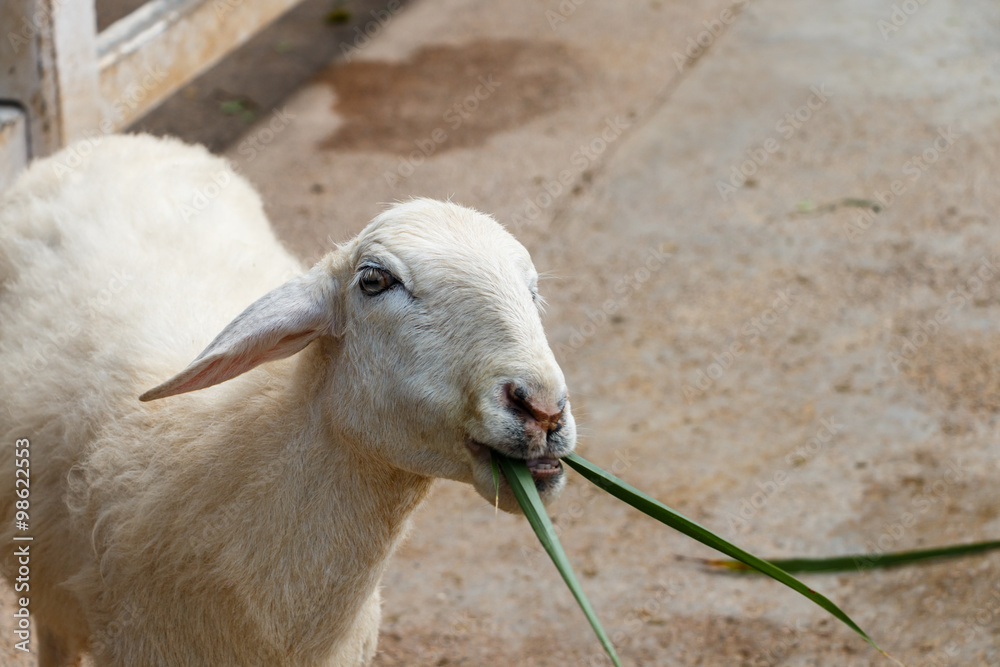 Sheep eating leaf in countryside farm Stock Photo | Adobe Stock