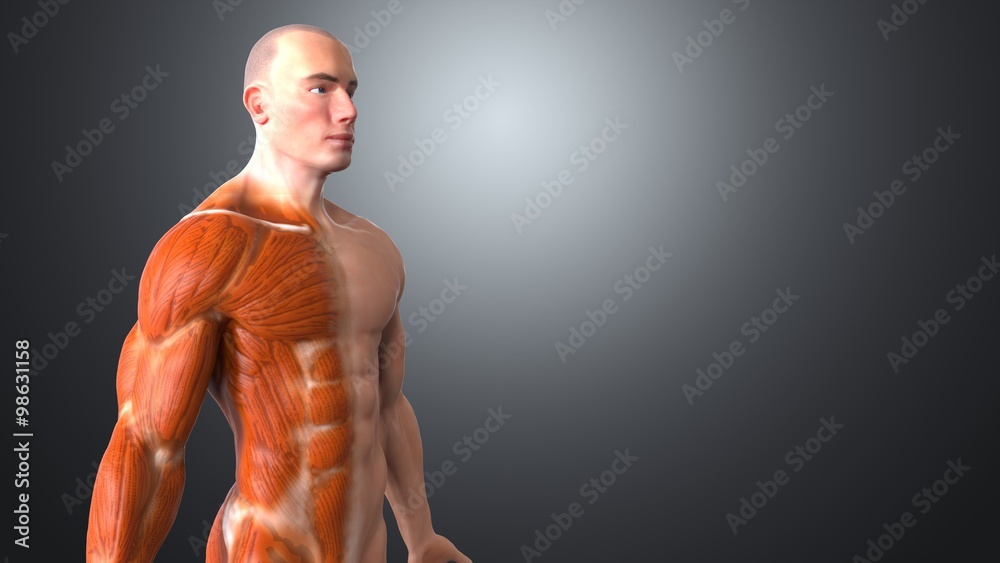 Anatomy Stock Illustration | Adobe Stock