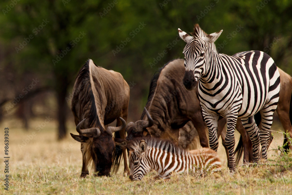 Zebra und Gnu Stock-Foto | Adobe Stock