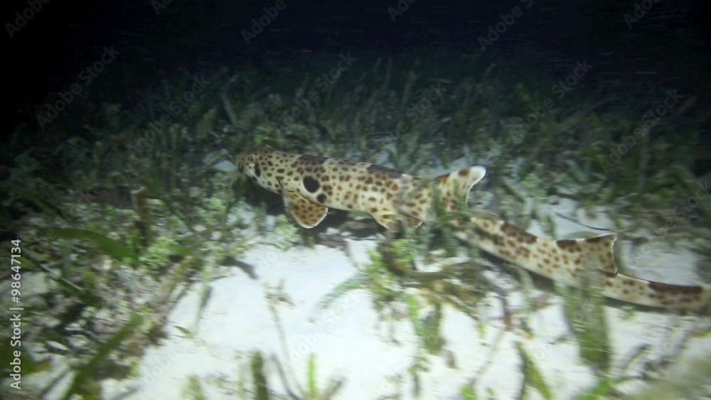 Nocturnal walking epaulette shark swimming and walking on the ocean ...