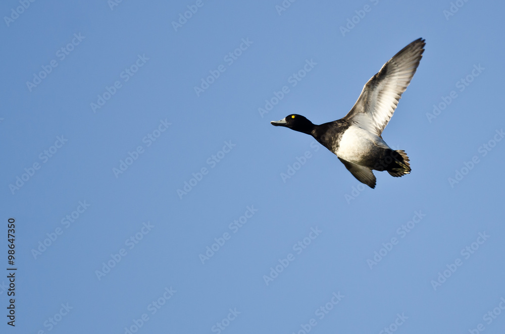Lesser Scaup Flying
