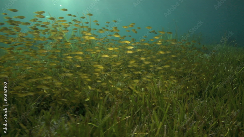 Rabbitfish grazing amongst seagrass in shallow water at Malapascua ...