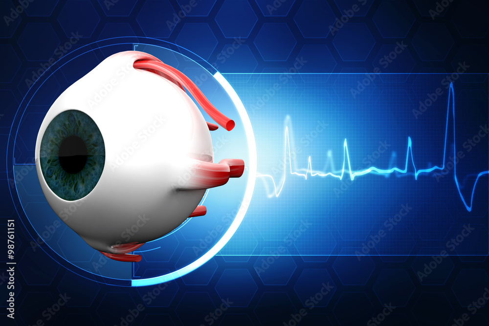 Human Eye Dissection Anatomy Stock Illustration | Adobe Stock