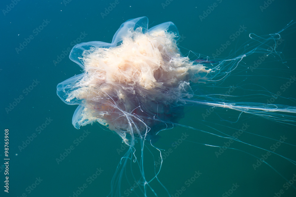Beautiful vibrant picture of a floating jellyfish in atlantic ocean ...