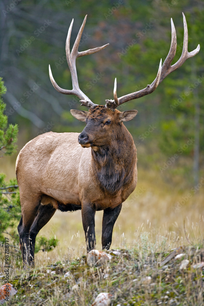 Huge Bull Elk