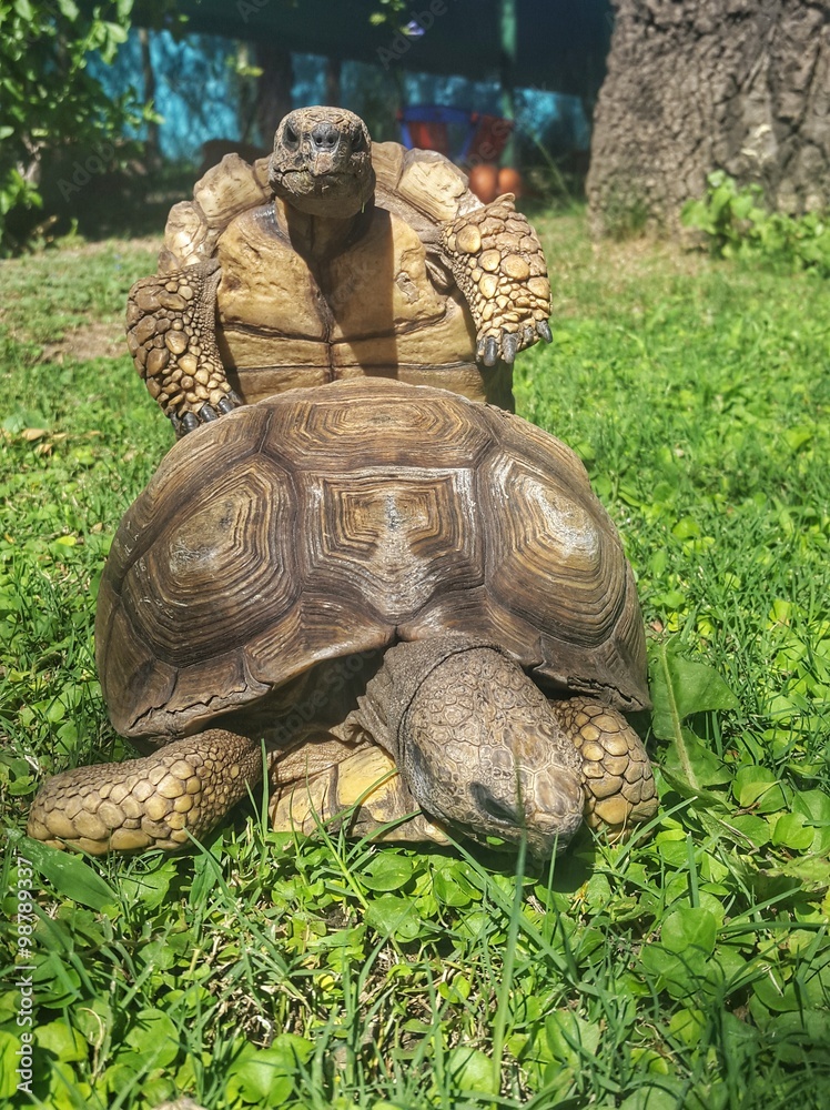 Tortugas copulando foto de Stock | Adobe Stock