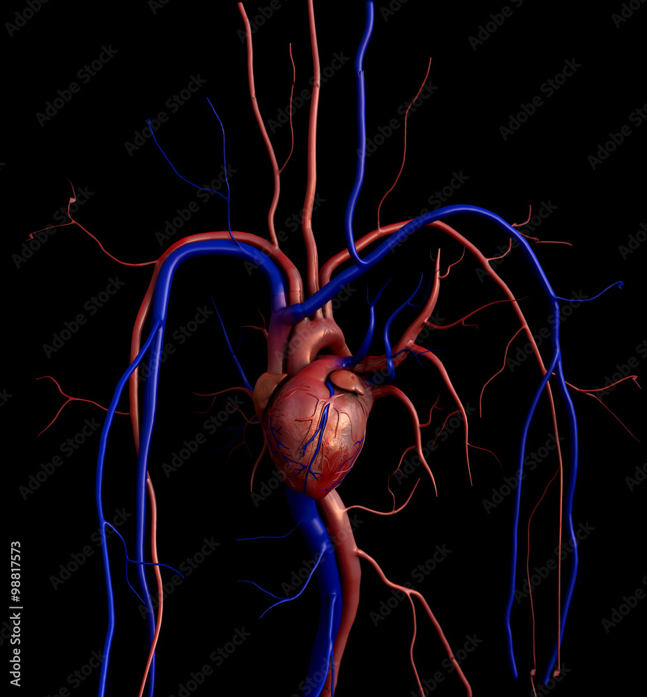 Heart model, Human heart model, Full clipping path included, Human ...