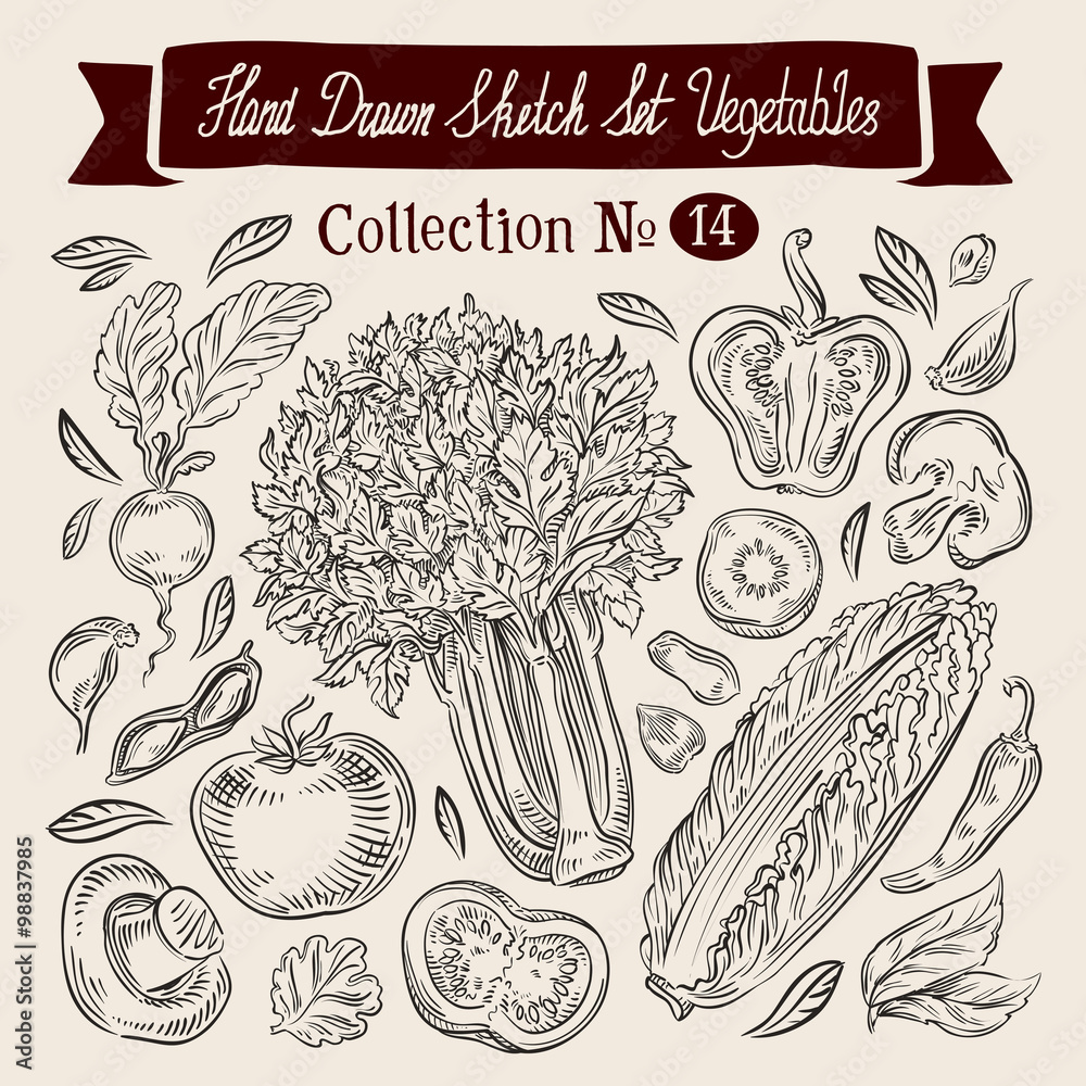 Vegetables sketch. Set of elements - celery, cucumber, tomato, peppers ...
